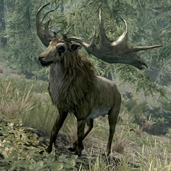 Alce | The Elder Scrolls Wiki | Fandom