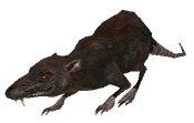 Rat (Morrowind) | Elder Scrolls | Fandom