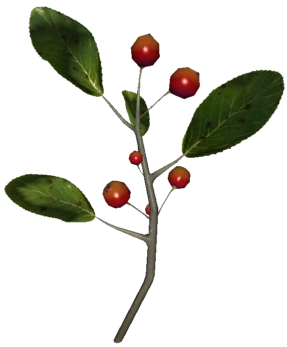 Comberry (Skyrim Creation Club) | Elder Scrolls | Fandom