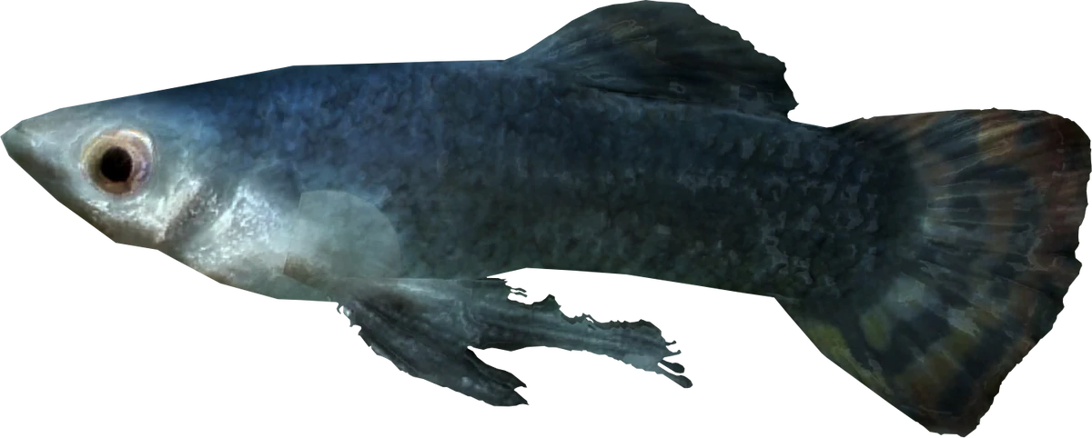 Abecean Longfin | Elder Scrolls | Fandom
