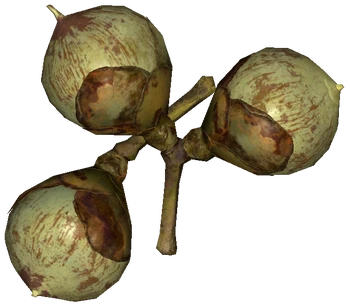 Ironwood Fruit | Elder Scrolls | Fandom