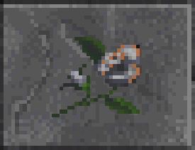 Black Rose (Daggerfall) | Elder Scrolls | Fandom