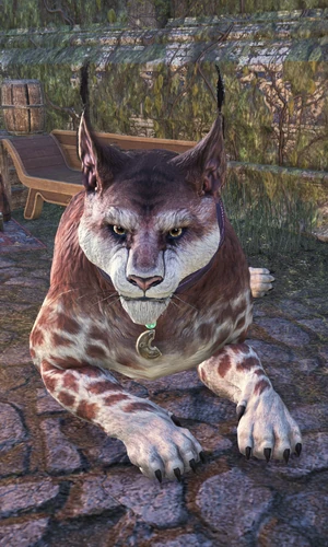 Caska | Elder Scrolls | Fandom