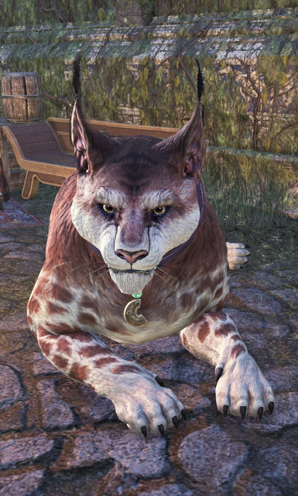 Caska | Elder Scrolls | Fandom