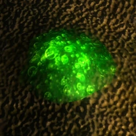 Felldew (Shivering Isles) | Elder Scrolls | Fandom