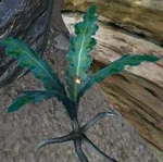 Poison (Oblivion) | Elder Scrolls | Fandom