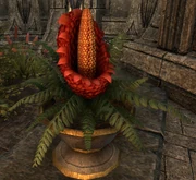 Redwort Flower | Elder Scrolls | Fandom
