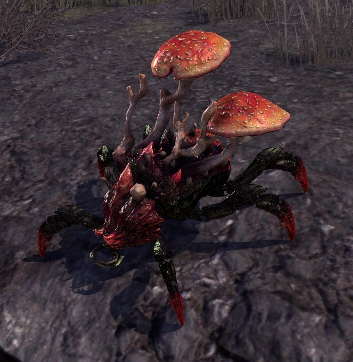 Shroom Beetle | Elder Scrolls | Fandom