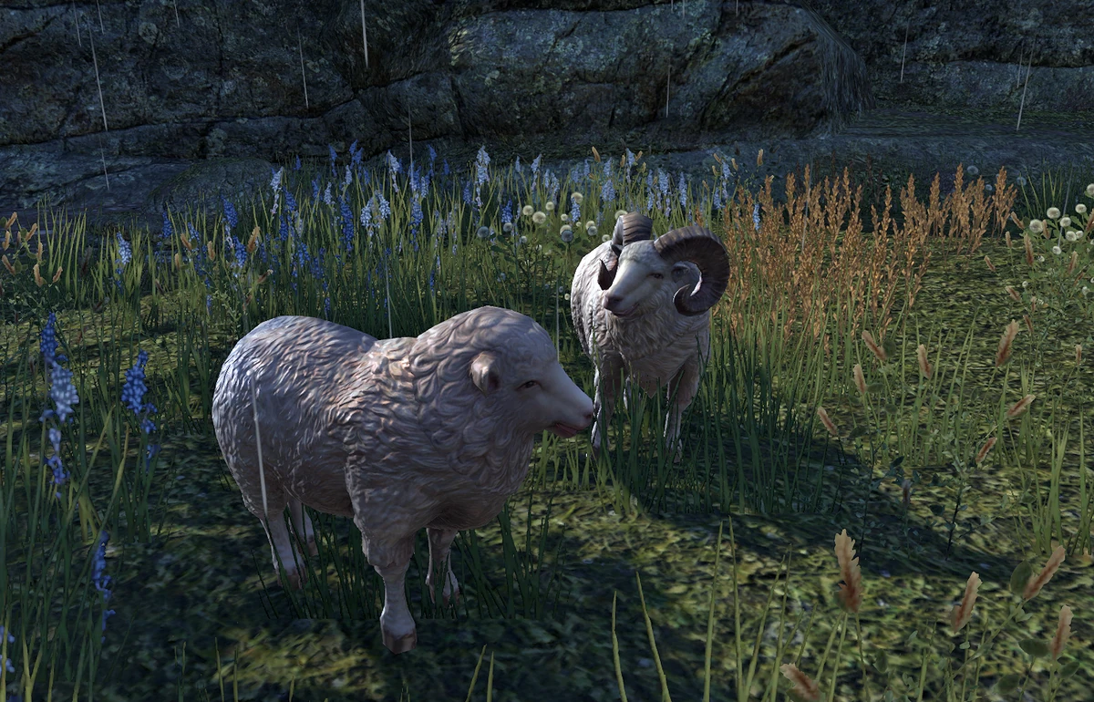 Sheep (Online) | Elder Scrolls | Fandom