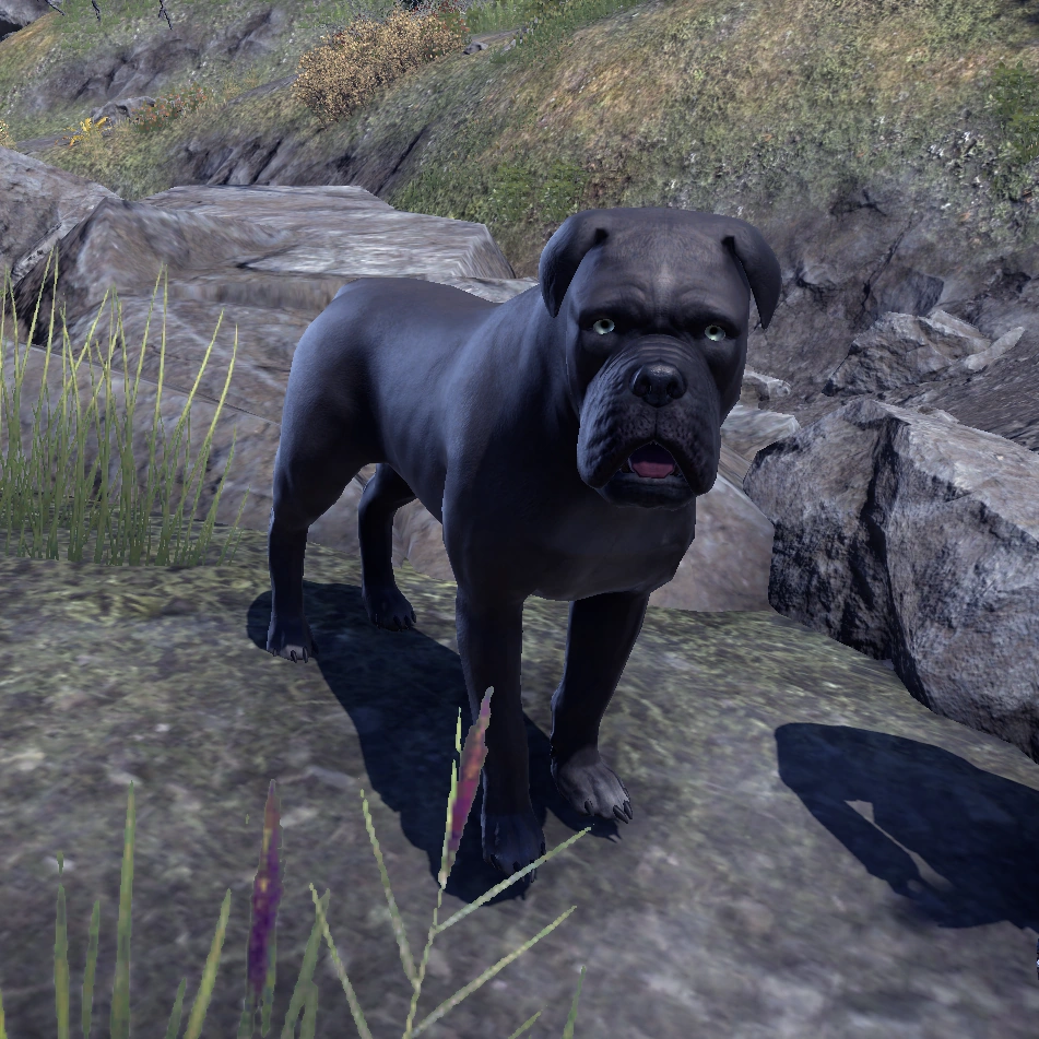 Saefa | Wiki The Elder Scrolls | Fandom