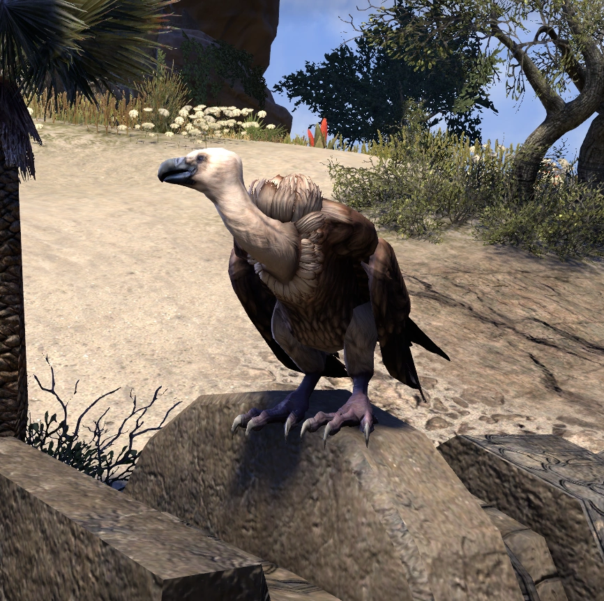 Vautour | Wiki The Elder Scrolls | Fandom