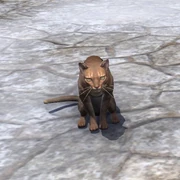 Питомцы (кошачьи) | The Elder Scrolls Wiki | Fandom