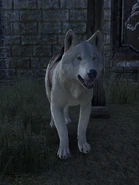 Ice Wolf (Mount) | Elder Scrolls | Fandom