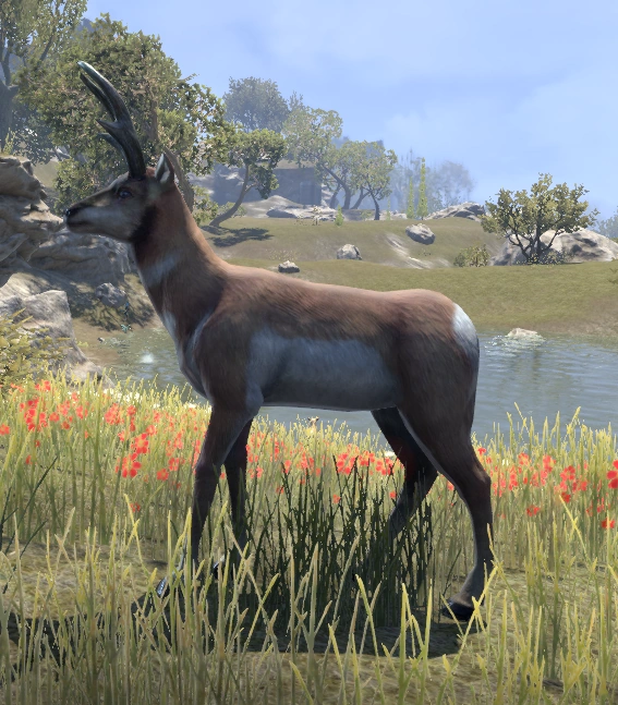 Antelope | Elder Scrolls | Fandom