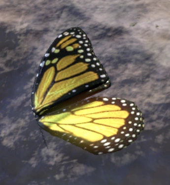 Butterfly (Online) | Elder Scrolls | Fandom