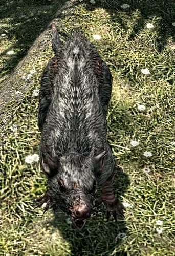 Skeever (Skyrim) | Elder Scrolls | Fandom