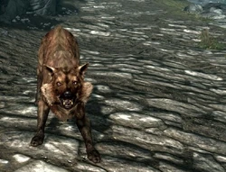 Alpha Wolf (Skyrim) | The Elder Scrolls Wiki | Fandom