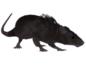 Rat (Oblivion) | Elder Scrolls | Fandom