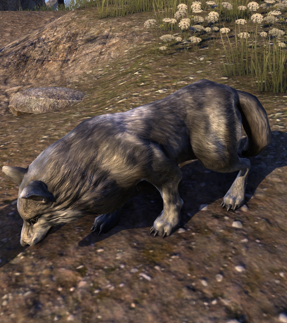 Ice (Dog) | Elder Scrolls | Fandom