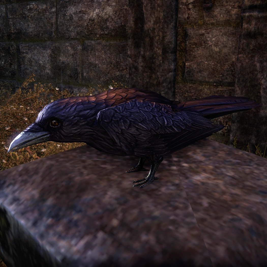 Crow (Online) | Elder Scrolls | Fandom