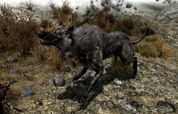 Pit Wolf | Elder Scrolls | Fandom