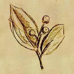 Comberry | The Elder Scrolls Wiki | Fandom