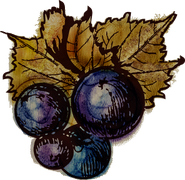 Jazbay Grapes (Skyrim) | Elder Scrolls | Fandom