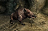 Boar | Elder Scrolls | Fandom