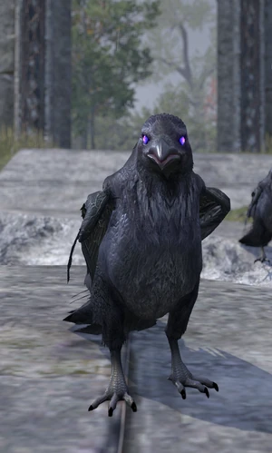 Duke of Crows | Elder Scrolls | Fandom