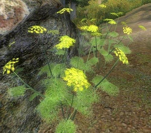 Fennel Seeds | Elder Scrolls | Fandom