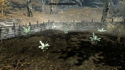 Avrusa Sarethi | Elder Scrolls Wiki | Fandom