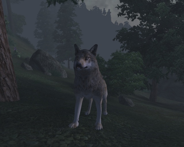Wolf (Oblivion) | Elder Scrolls Wiki | Fandom Wolf (Oblivion) | Elder Scrolls Wiki | Fandom