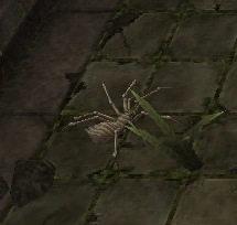 Bone Spider | Eldevin Wiki | Fandom