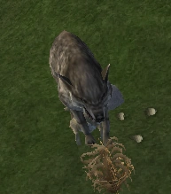 Grey Wolf | Eldevin Wiki | Fandom