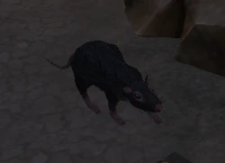 Vile Rat | Eldevin Wiki | Fandom