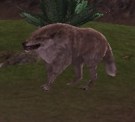 Ashen Wolf | Eldevin Wiki | Fandom