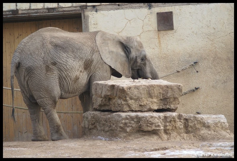 Seronga | EleWiki | Fandom