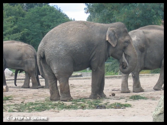 Astra | EleWiki | Fandom