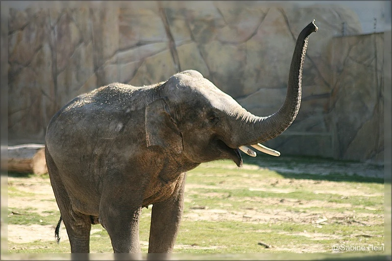 Sang Raja | EleWiki | Fandom