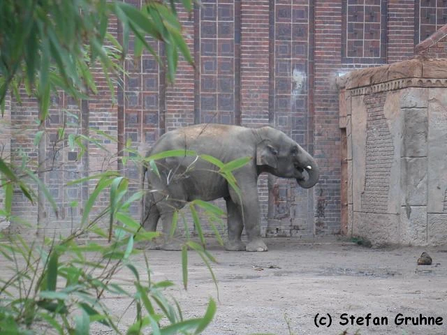 Elefant, Tiger & Co. | EleWiki | Fandom