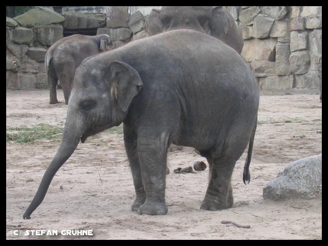 Yoma | EleWiki | Fandom