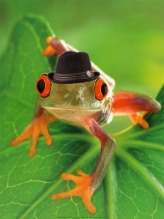 Froggy | MS Elegante Wiki | Fandom