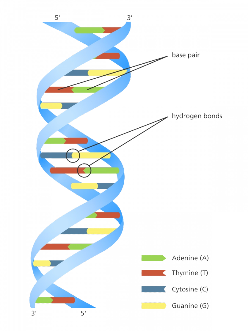 DNA | Elemental on Discord Wiki | Fandom