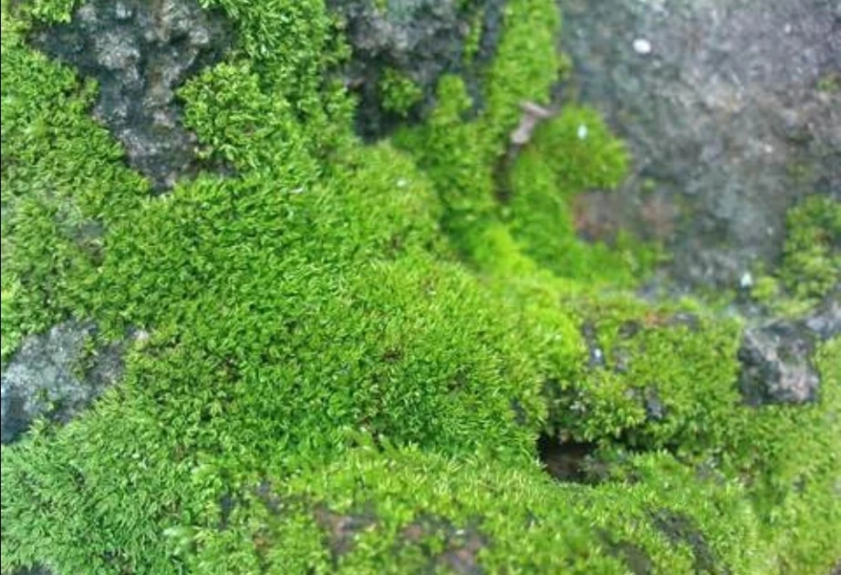 Moss | Elementen Wikia | Fandom