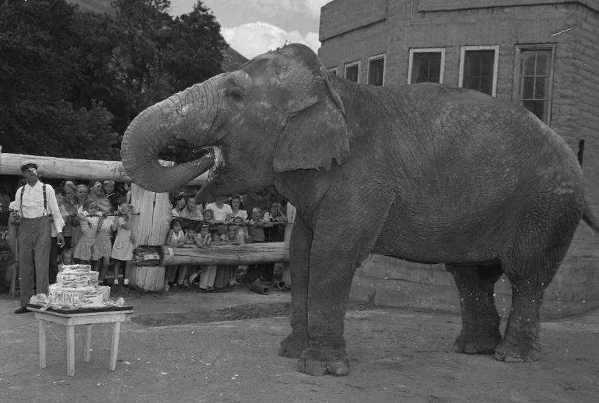 Princess Alice | Elephant Archives Wiki | Fandom