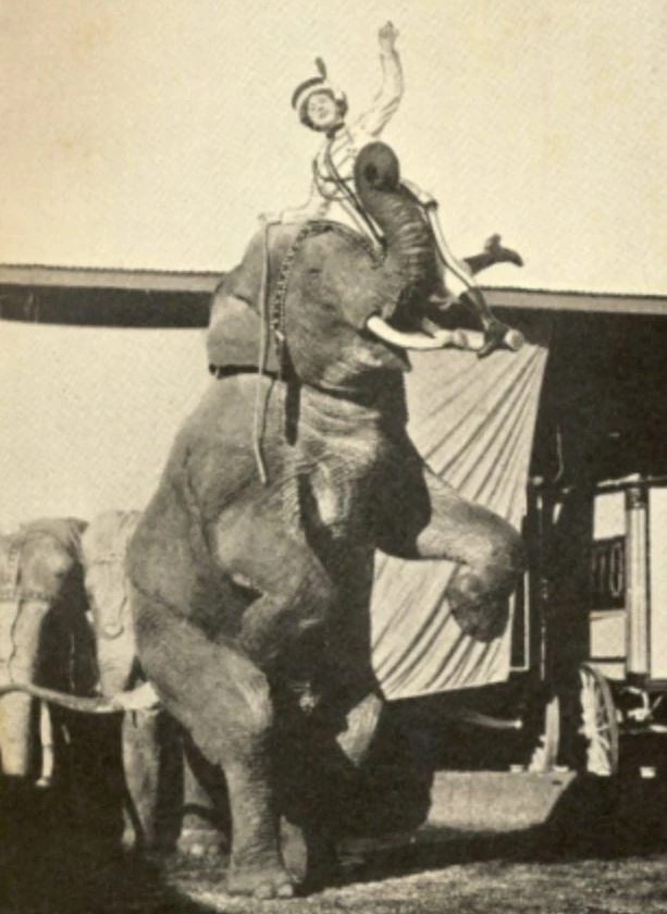 Snyder | Elephant Archives Wiki | Fandom