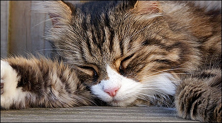 Featherpaw | Eleventh Hour Wiki | Fandom