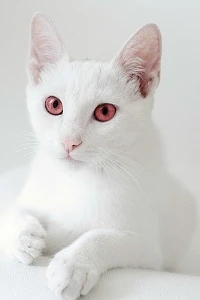 Ivorytail | Eleventh Hour Wiki | Fandom