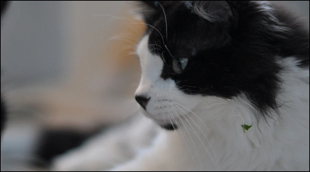 Smokepaw | Eleventh Hour Wiki | Fandom