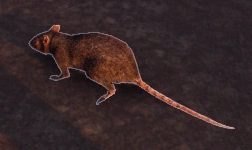 Крыса | ELEX Вики | Fandom